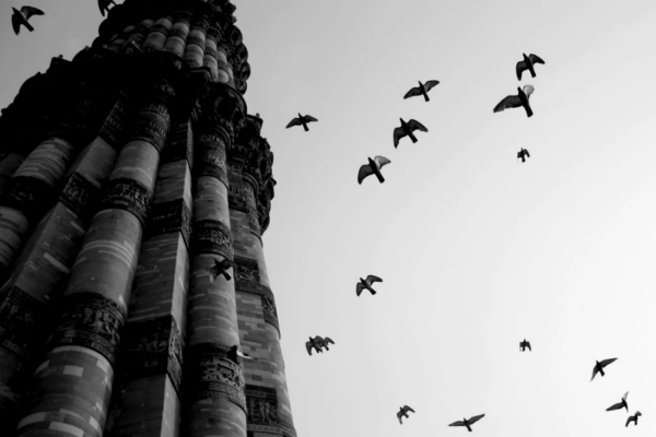 QUTUB MINAR - Birds of the Holy Quran
